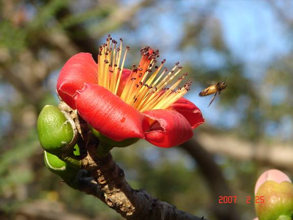 99 Tamil Flowers – Kurunjppaatu – Slide show and Downloadable PDF ...