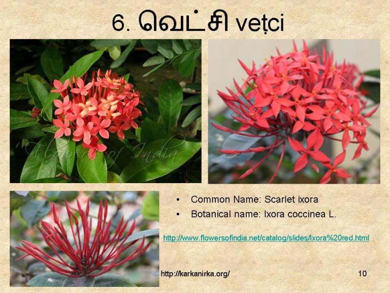 99 Tamil flowers – Kurunji paatu – flowers 1-10 – கற்க… நிற்க