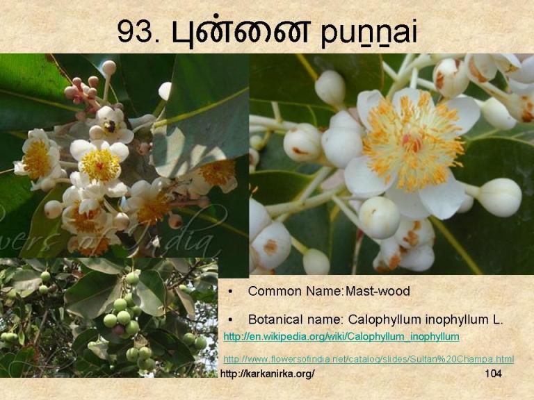 99 Tamil Flowers – Kurunjipaatu – flowers 91-99 – கற்க… நிற்க