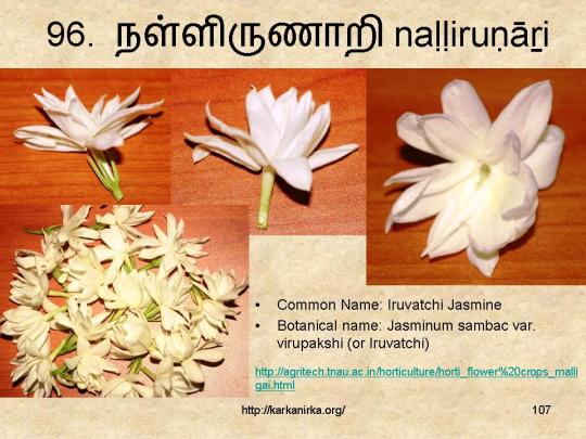 99 Tamil Flowers – Kurunjipaatu – flowers 91-99 – கற்க… நிற்க