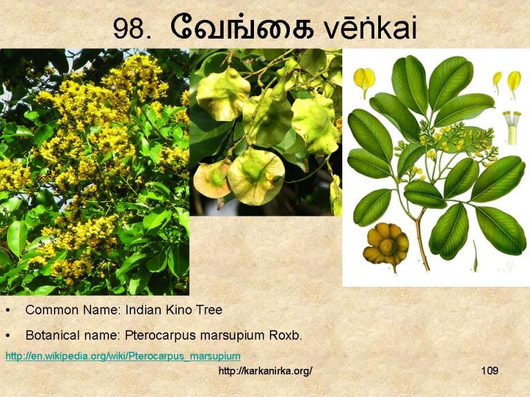 99 Tamil Flowers – Kurunjipaatu – flowers 91-99 – கற்க… நிற்க