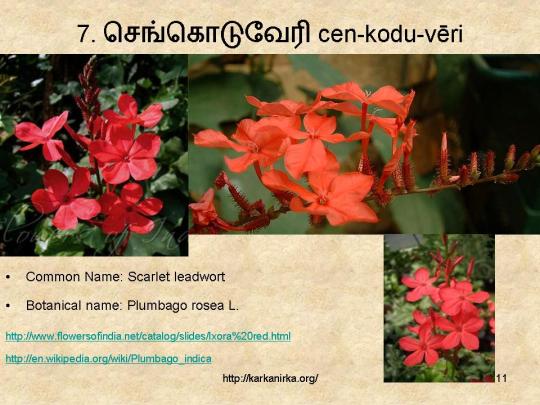 99 Tamil flowers – Kurunji paatu – flowers 1-10 – கற்க… நிற்க