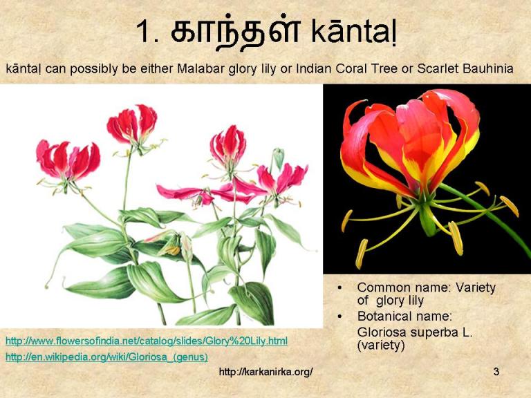 99 Tamil flowers – Kurunji paatu – flowers 1-10 – கற்க… நிற்க