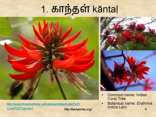 99 Tamil flowers – Kurunji paatu – flowers 1-10 – கற்க… நிற்க