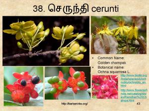 99 Tamil Flowers – Kurunjipaatu – flowers 31-40 – கற்க… நிற்க