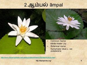 99 Tamil flowers – Kurunji paatu – flowers 1-10 – கற்க… நிற்க