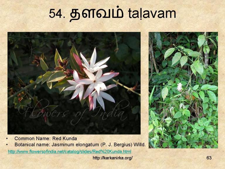 99 Tamil Flowers – Kurunjipaatu – Flowers 51-60 – கற்க… நிற்க