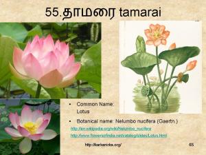 99 Tamil Flowers – Kurunjipaatu – Flowers 51-60 – கற்க… நிற்க