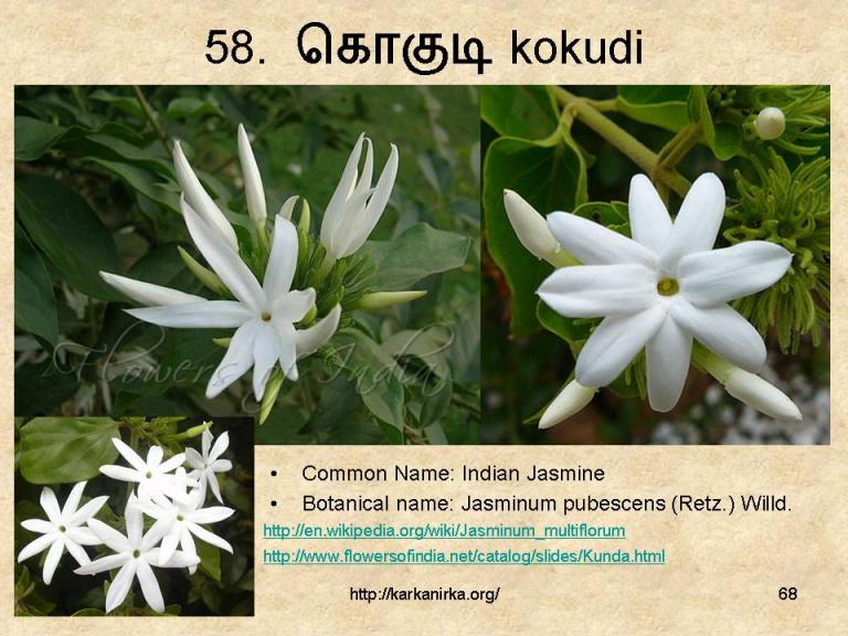 99 Tamil Flowers – Kurunjipaatu – Flowers 51-60 – கற்க… நிற்க