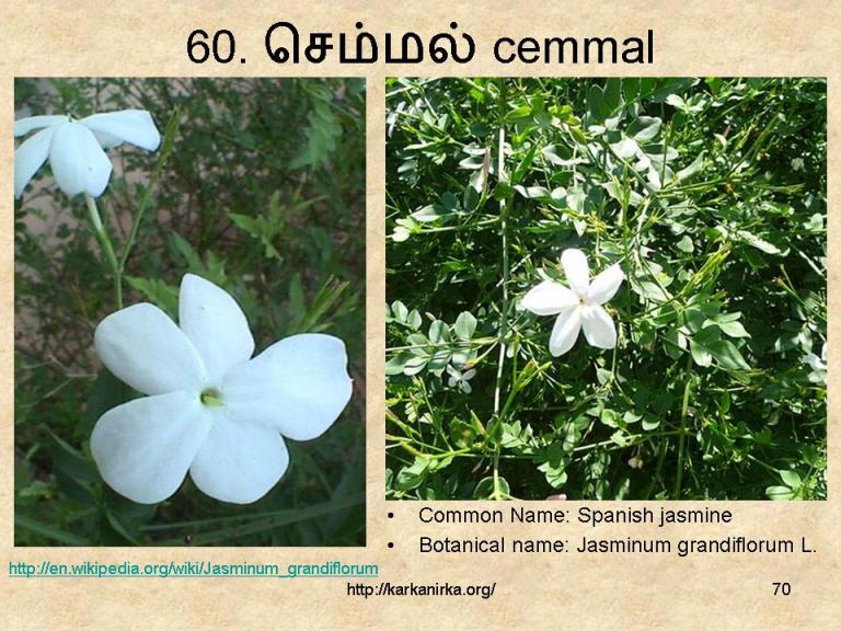 99 Tamil Flowers – Kurunjipaatu – Flowers 51-60 – கற்க… நிற்க