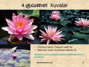 99 Tamil flowers – Kurunji paatu – flowers 1-10 – கற்க… நிற்க