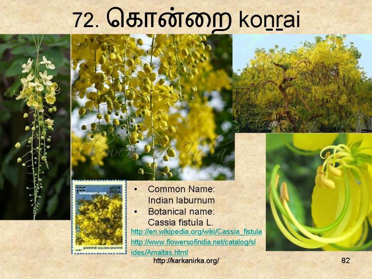 99 Tamil Flowers – Kurunjipaatu – flowers 71-80 – கற்க… நிற்க