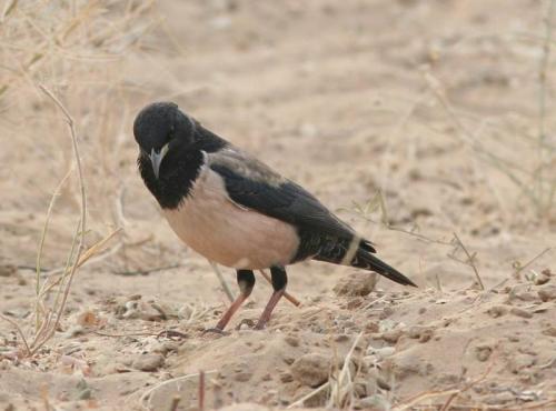 Tamil Birds – Different types of kuruvi – Part 2 – கற்க… நிற்க