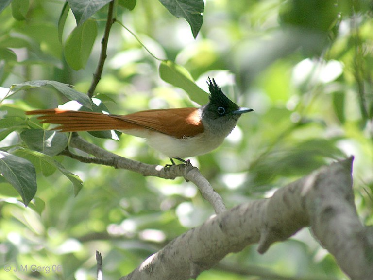 Tamil Birds – Different types of kuruvi – Part 1 – கற்க… நிற்க