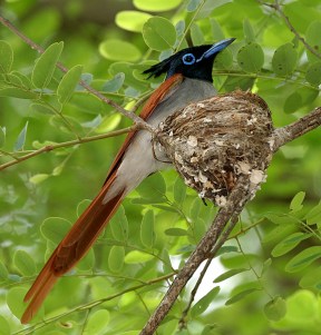 Tamil Birds – Different types of kuruvi – Part 1 – கற்க… நிற்க