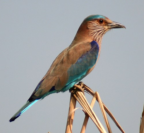 Tamil Birds – Different types of kuruvi – Part 1 – கற்க… நிற்க