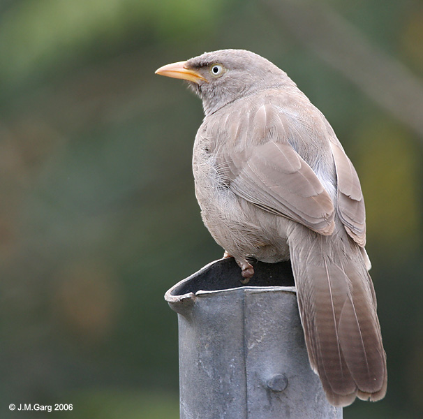 Tamil Birds – Different types of kuruvi – Part 3 – கற்க… நிற்க
