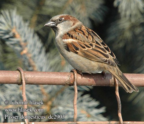 Tamil Birds – Different types of kuruvi – Part 1 – கற்க… நிற்க