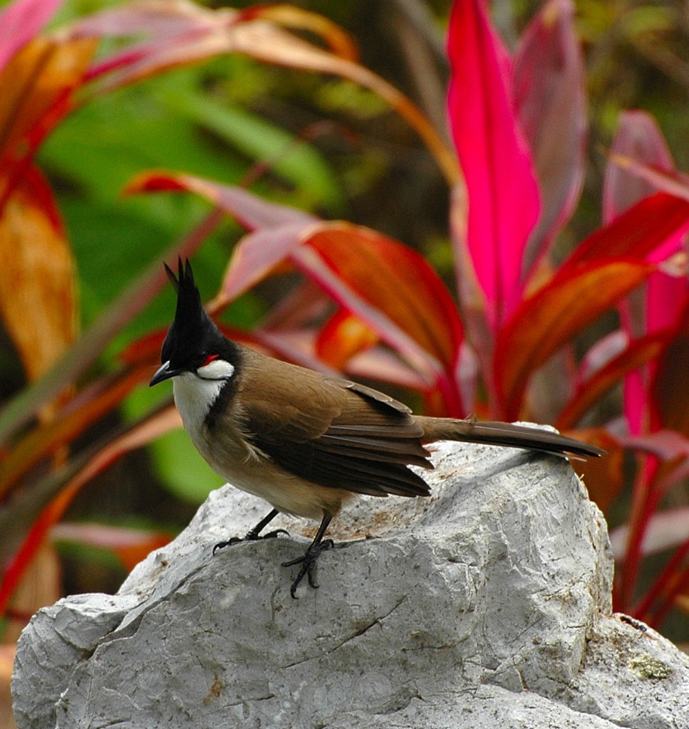 Tamil Birds – Different types of kuruvi – Part 2 – கற்க… நிற்க