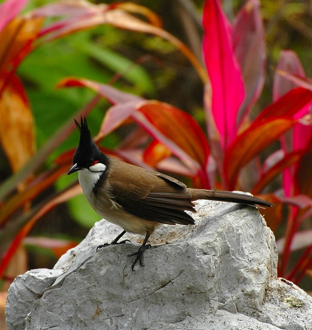 Tamil Birds – Different types of kuruvi – Part 2 – கற்க… நிற்க