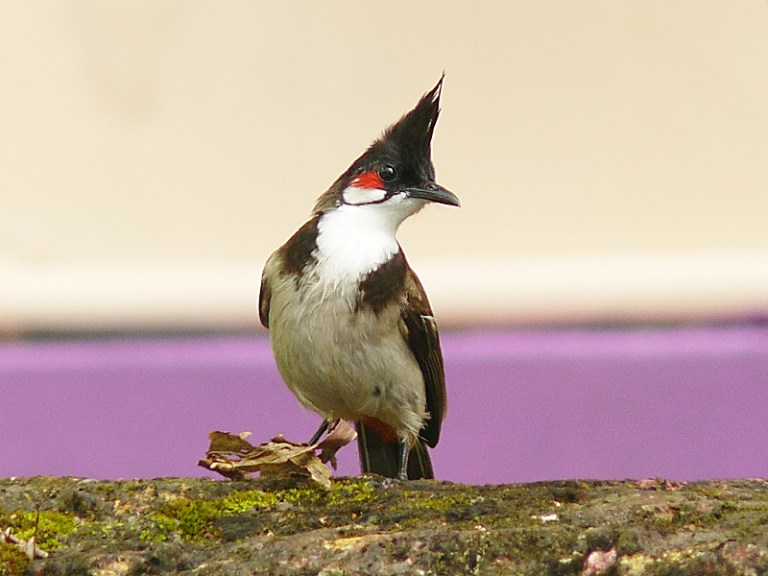 Tamil Birds – Different types of kuruvi – Part 2 – கற்க… நிற்க