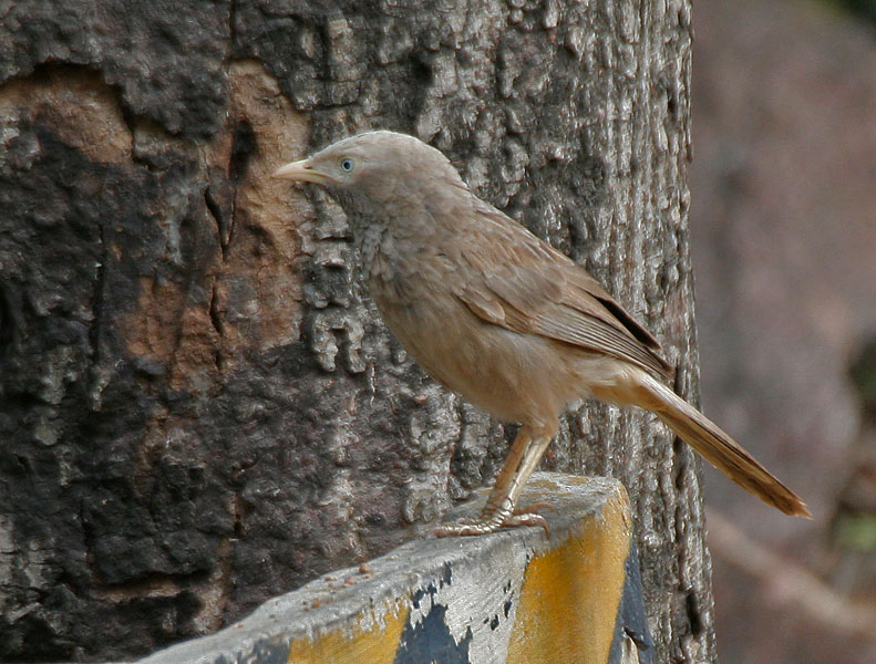 Tamil Birds – Different types of kuruvi – Part 3 – கற்க… நிற்க