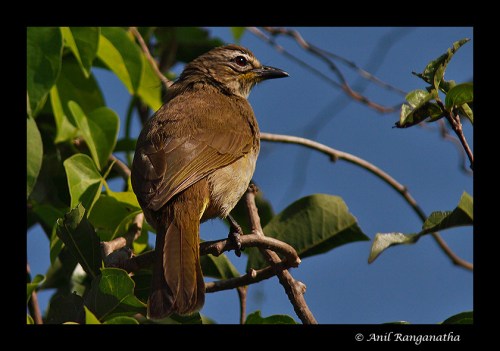 Tamil Birds – Different types of kuruvi – Part 4 – கற்க… நிற்க