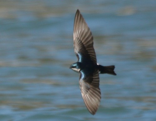 Tamil Birds – Different types of kuruvi – Part 4 – கற்க… நிற்க